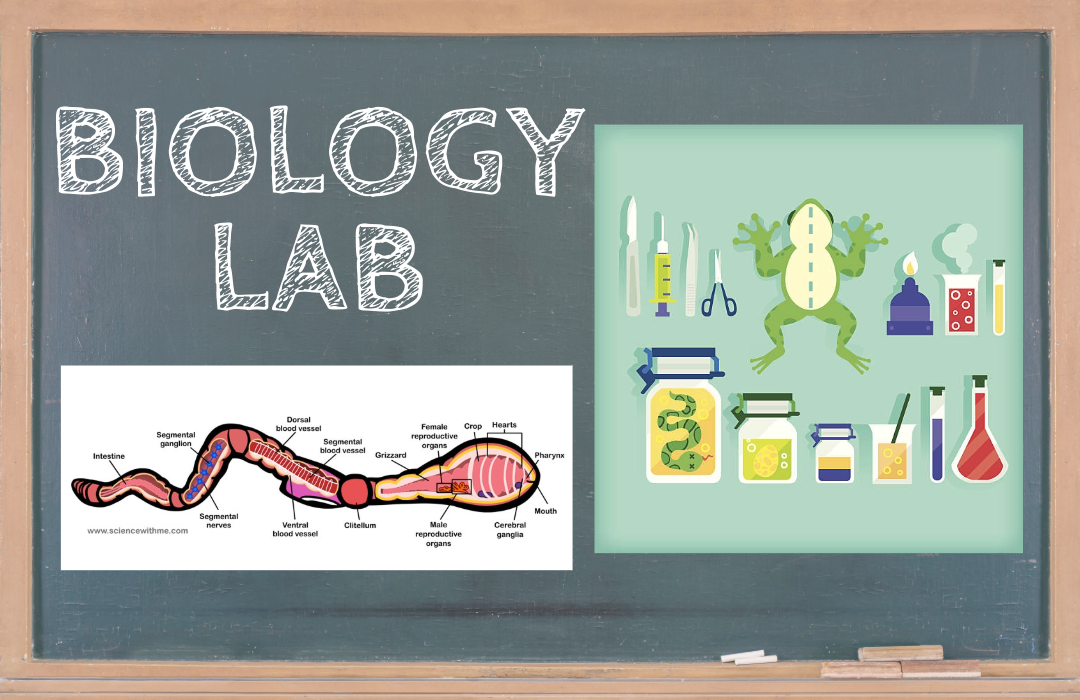 Engaging Dissection Lab Activities For Middle School Biology
